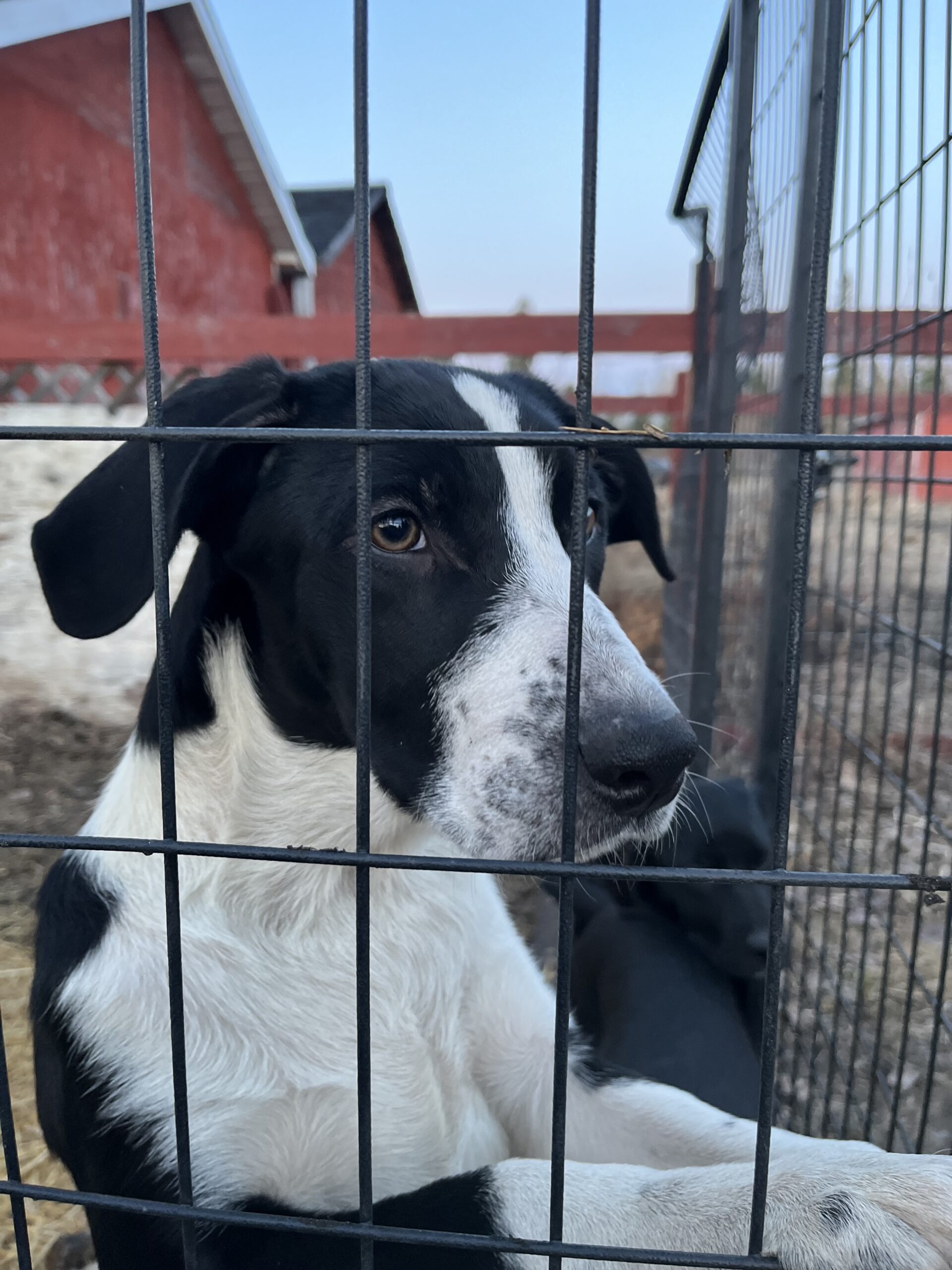 Dogs – Paws & Claws Animal Rescue