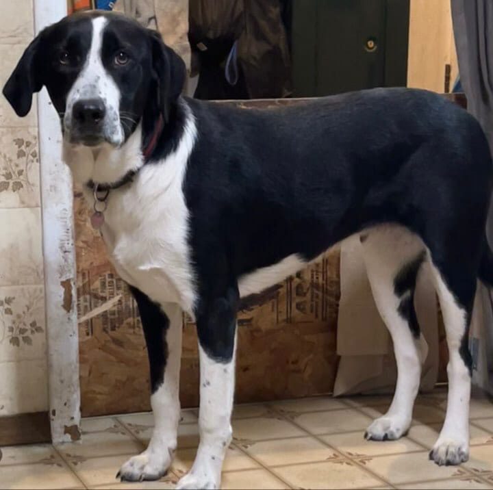 Dogs – Paws & Claws Animal Rescue