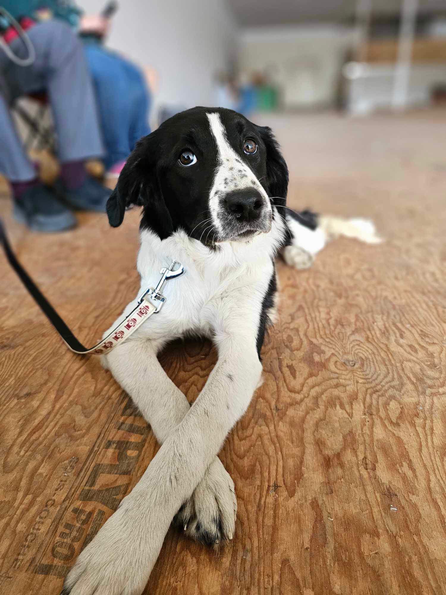 Dogs – Paws & Claws Animal Rescue