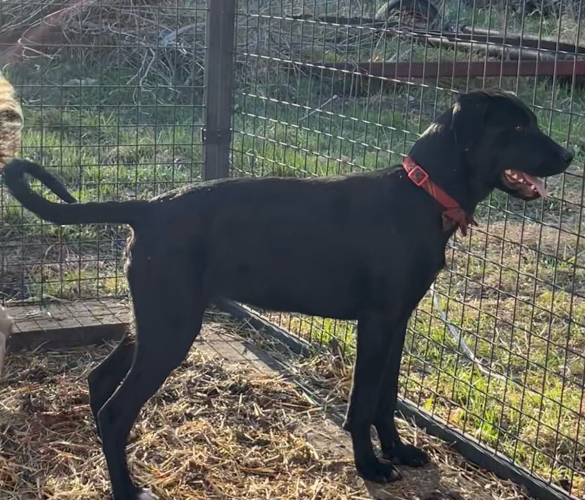 Dogs – Paws & Claws Animal Rescue