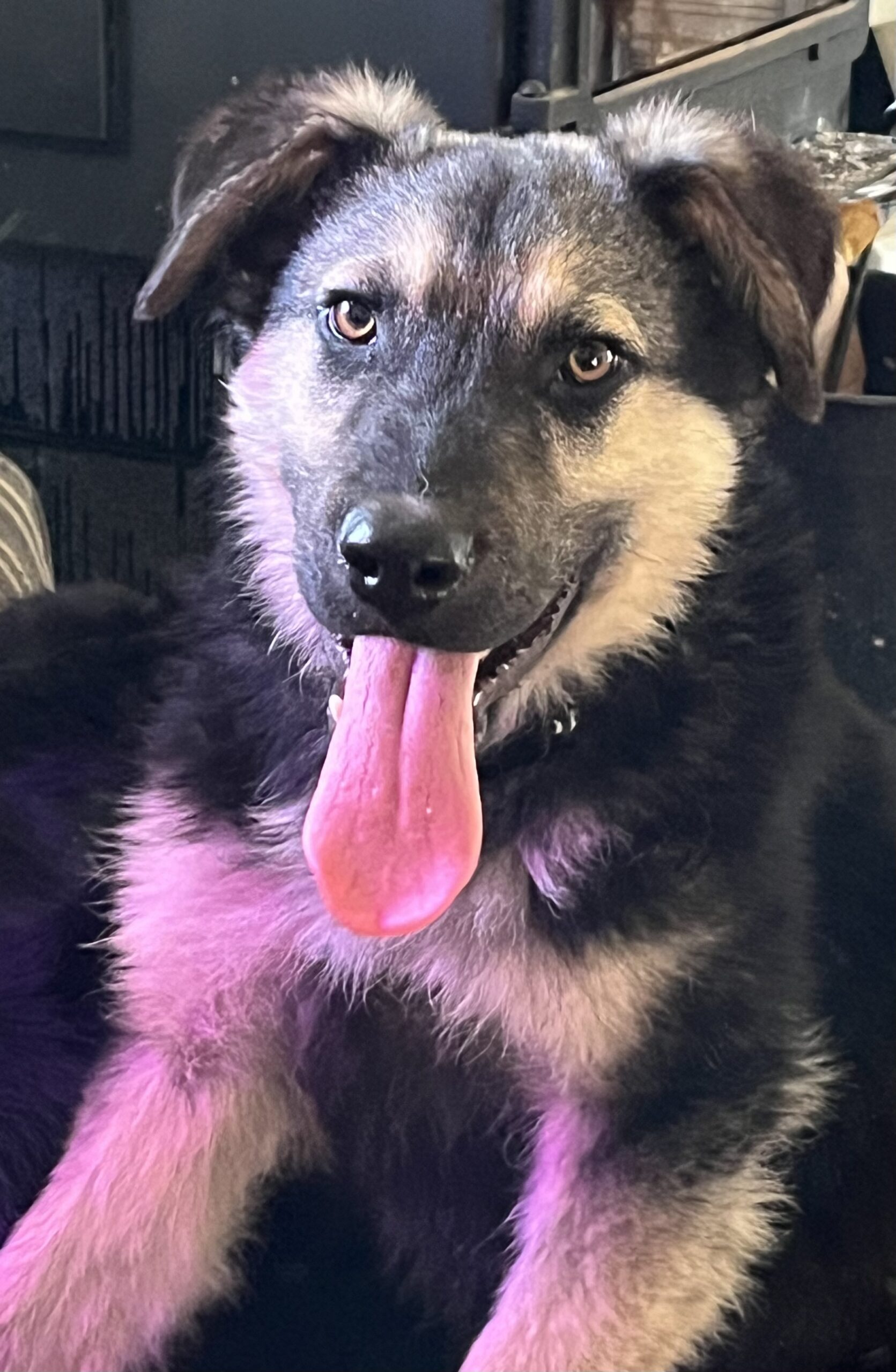 Dogs – Paws & Claws Animal Rescue