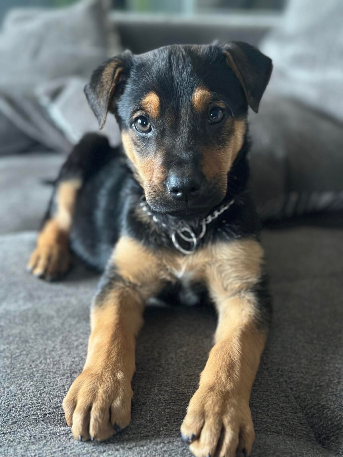 Dogs – Paws & Claws Animal Rescue