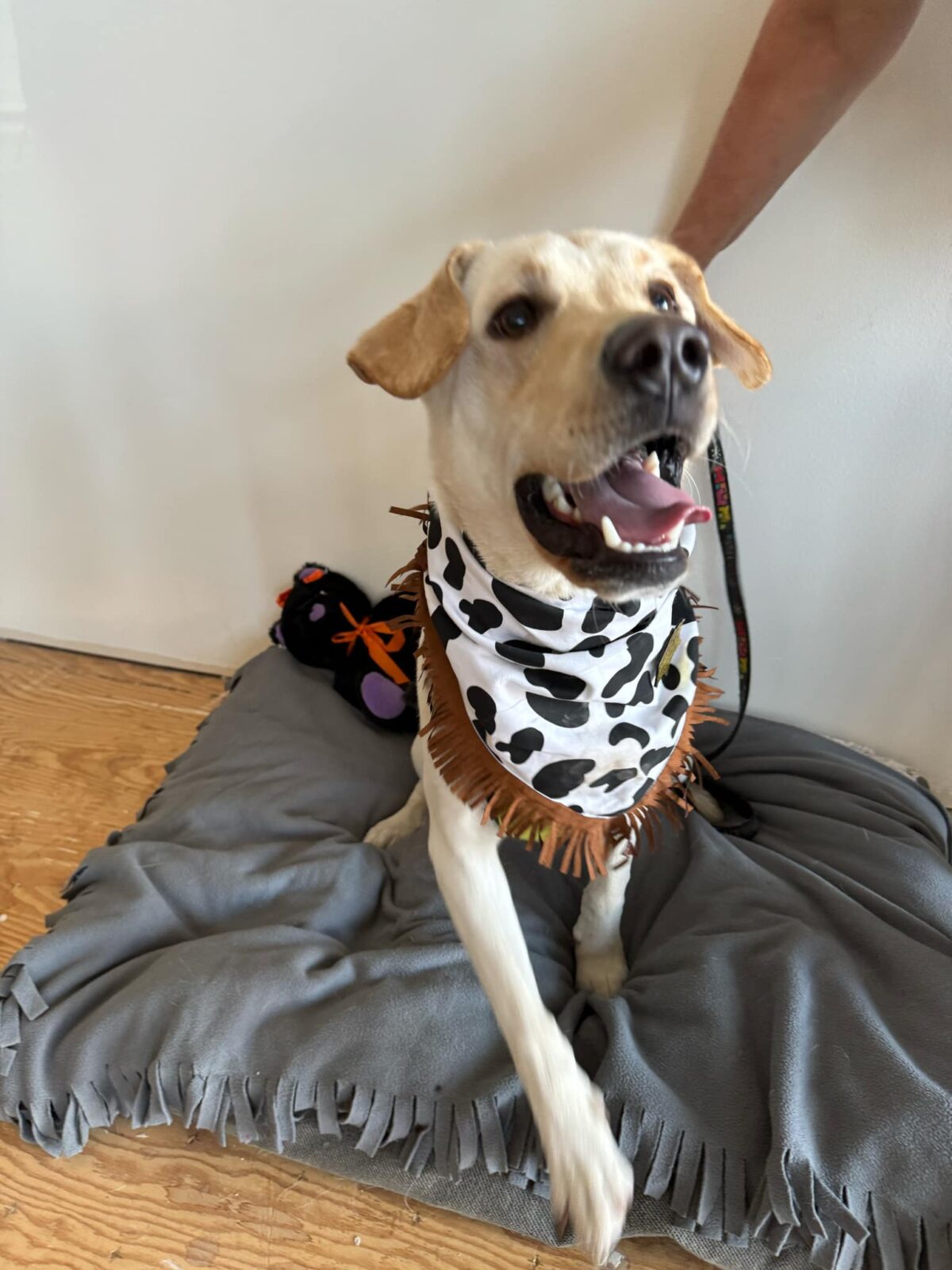 Dogs – Paws & Claws Animal Rescue