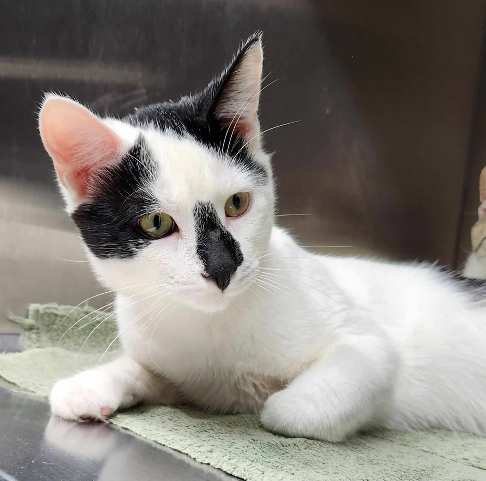 Cats – Paws & Claws Animal Rescue