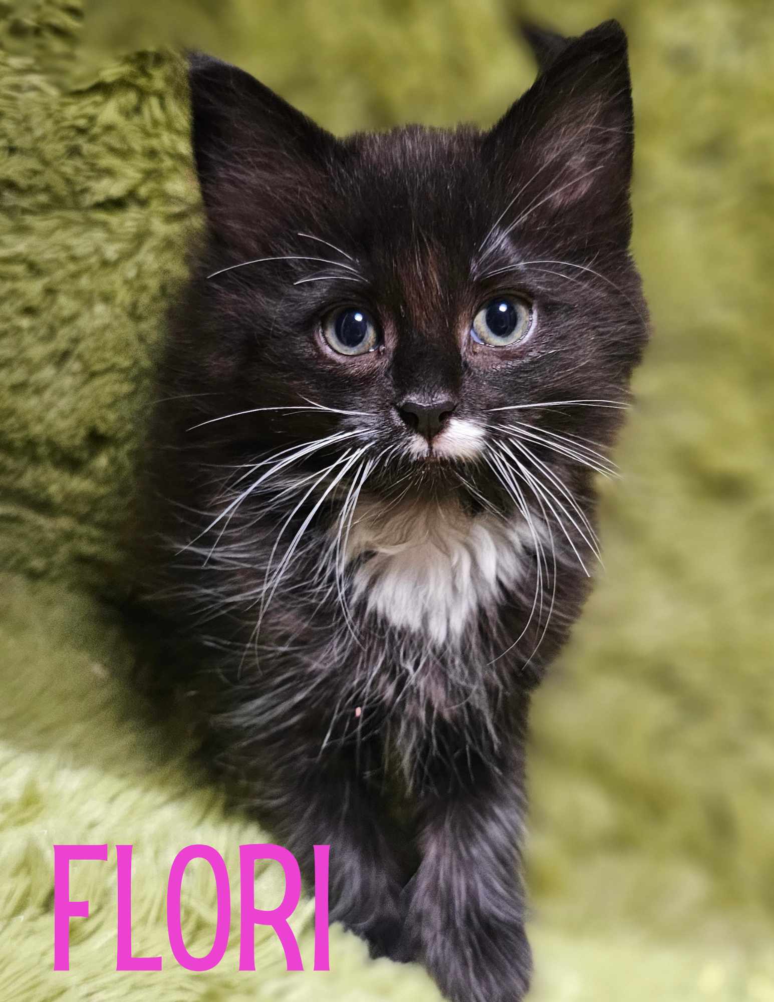 flori – Paws & Claws Animal Rescue
