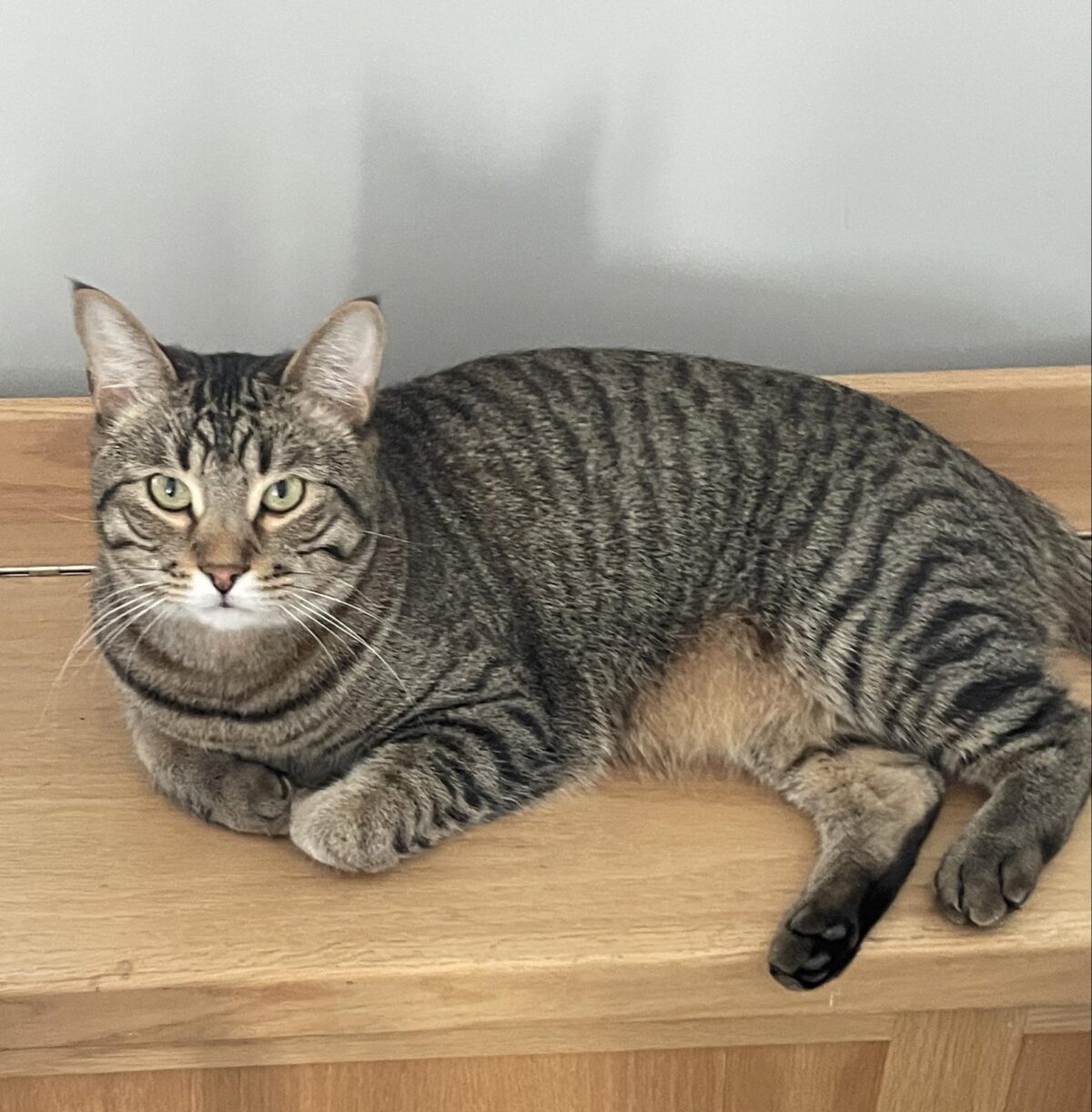 Cats – Paws & Claws Animal Rescue