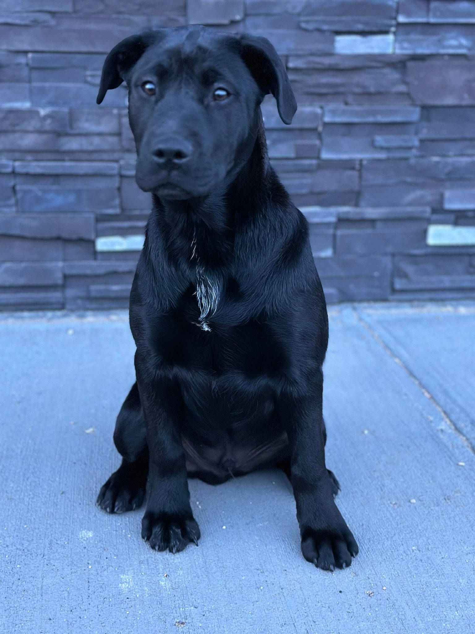 Dogs – Paws & Claws Animal Rescue