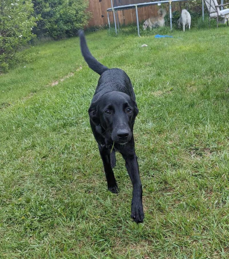 Dogs – Paws & Claws Animal Rescue