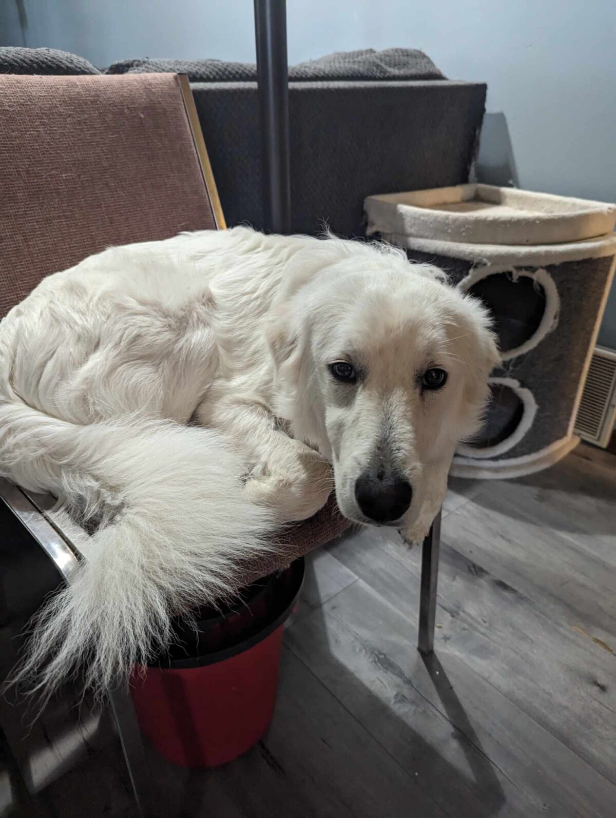 Dogs – Paws & Claws Animal Rescue