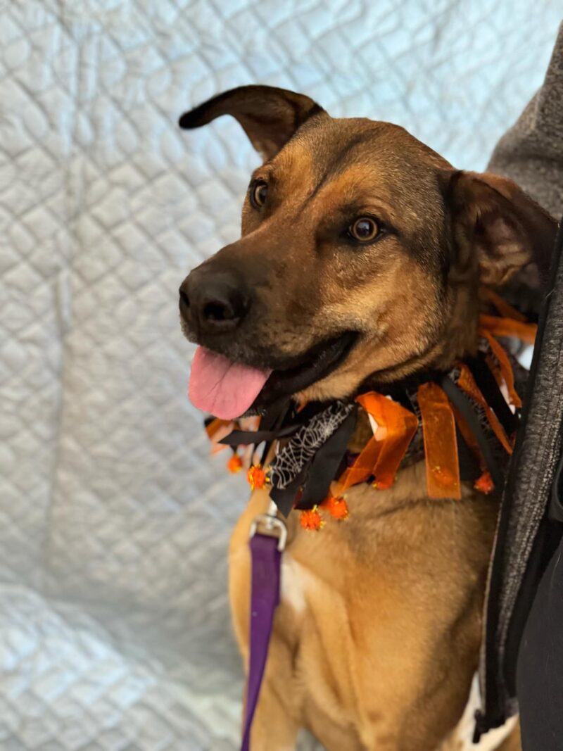 Dogs – Paws & Claws Animal Rescue