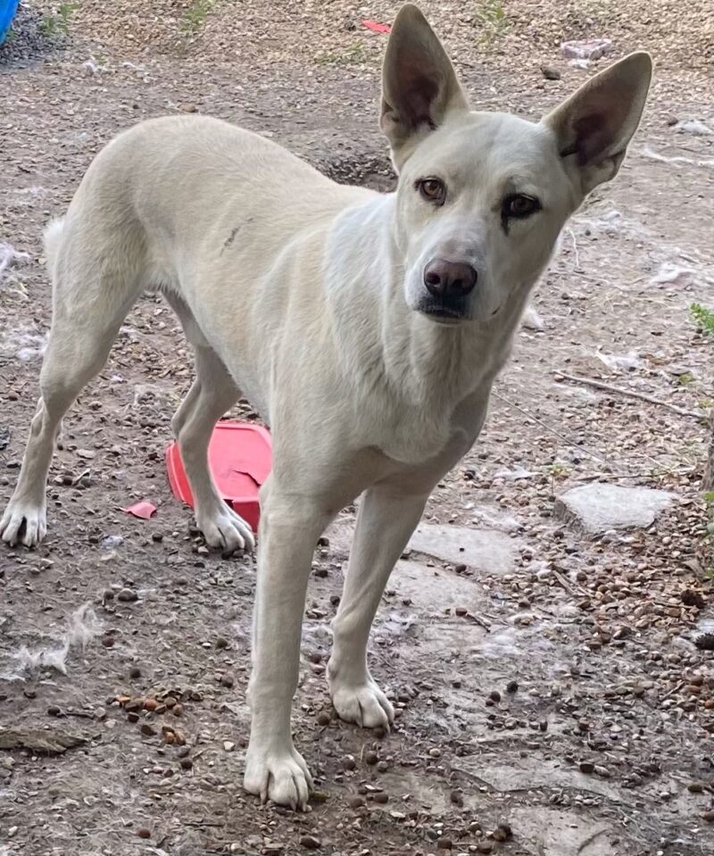 Dogs – Paws & Claws Animal Rescue