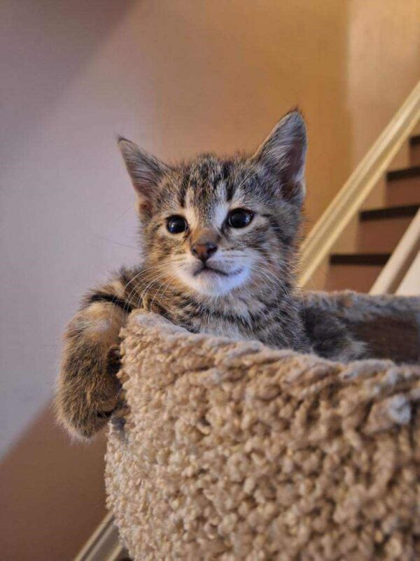 Cats – Paws & Claws Animal Rescue