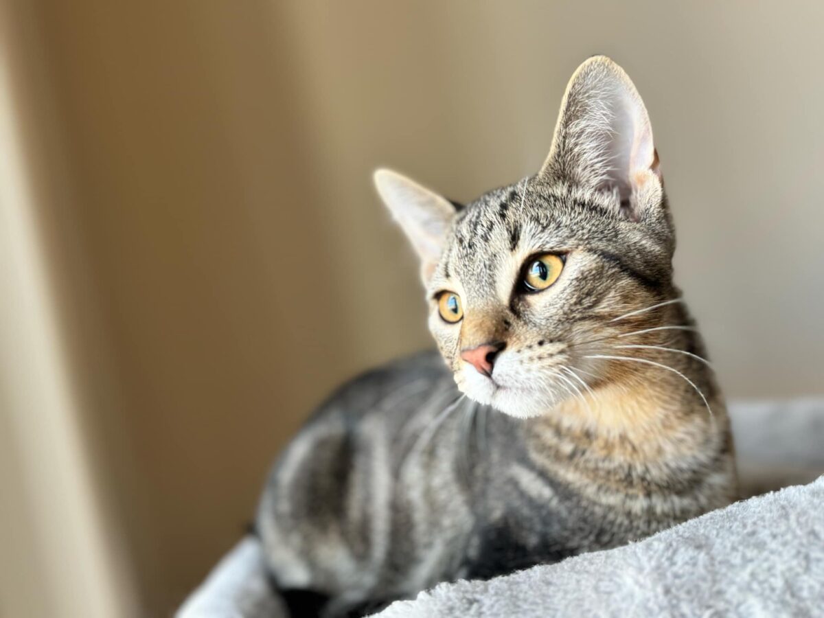 Cats – Paws & Claws Animal Rescue