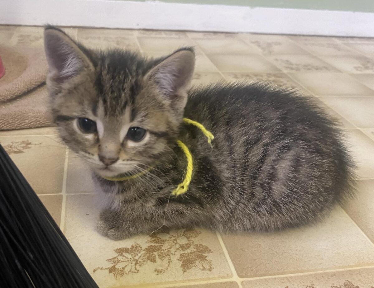 Cats – Paws & Claws Animal Rescue