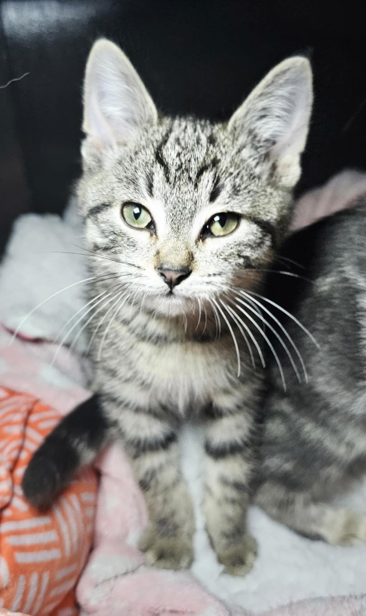 Cats – Paws & Claws Animal Rescue