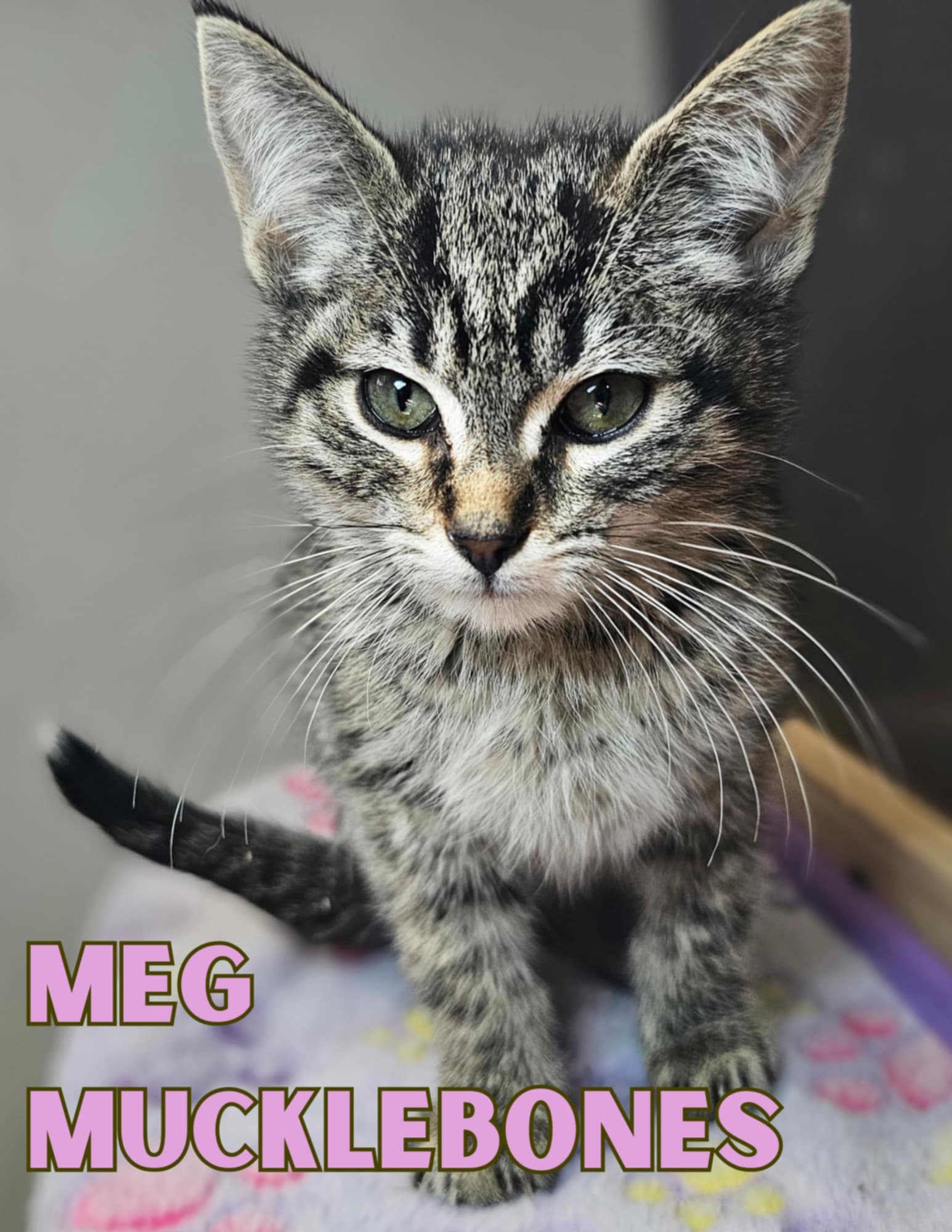 Meg Mucklebones (104) – Paws & Claws Animal Rescue