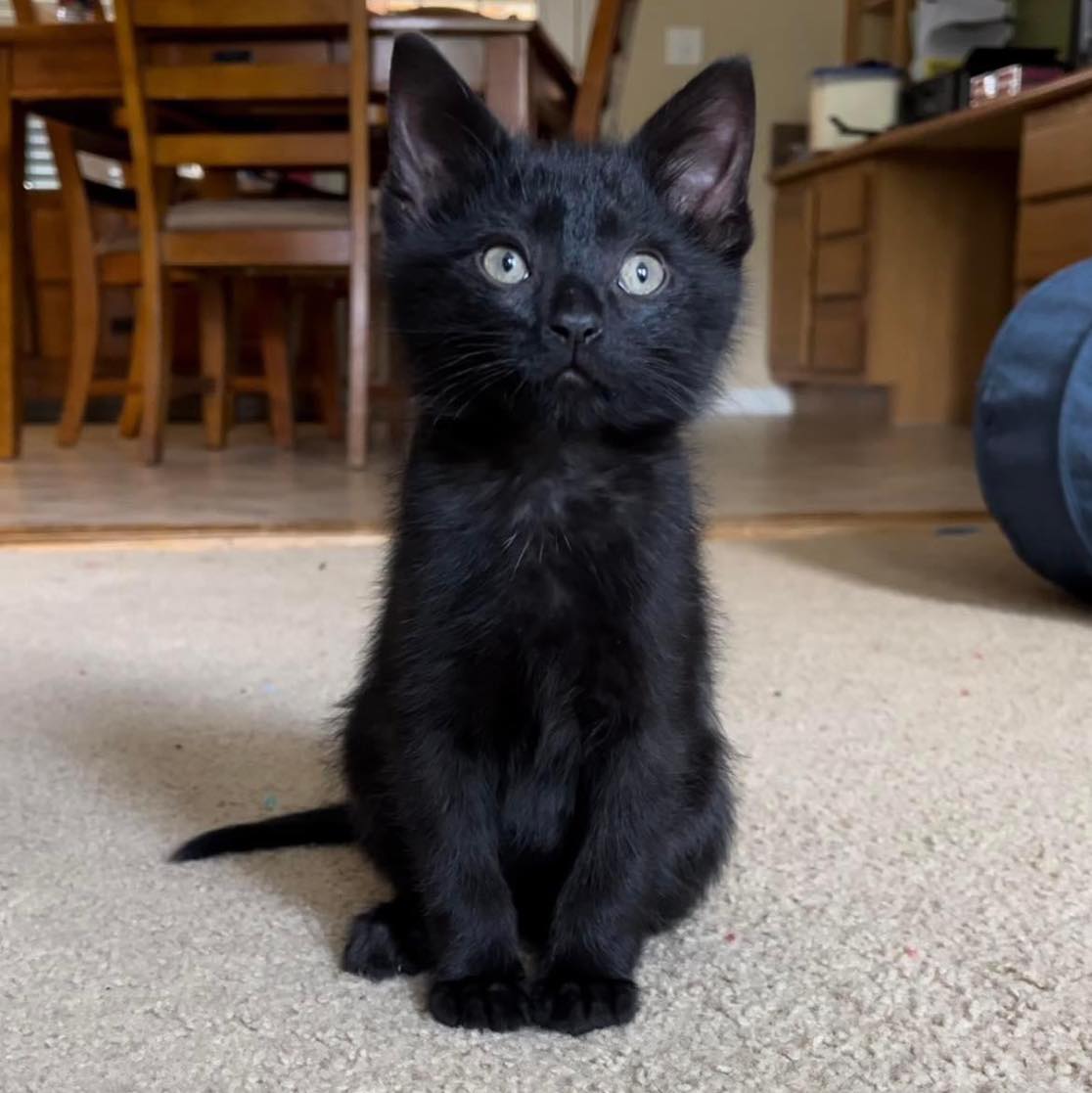 Cats – Paws & Claws Animal Rescue