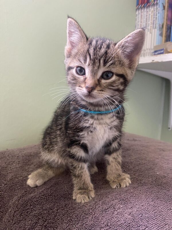 Cats – Paws & Claws Animal Rescue