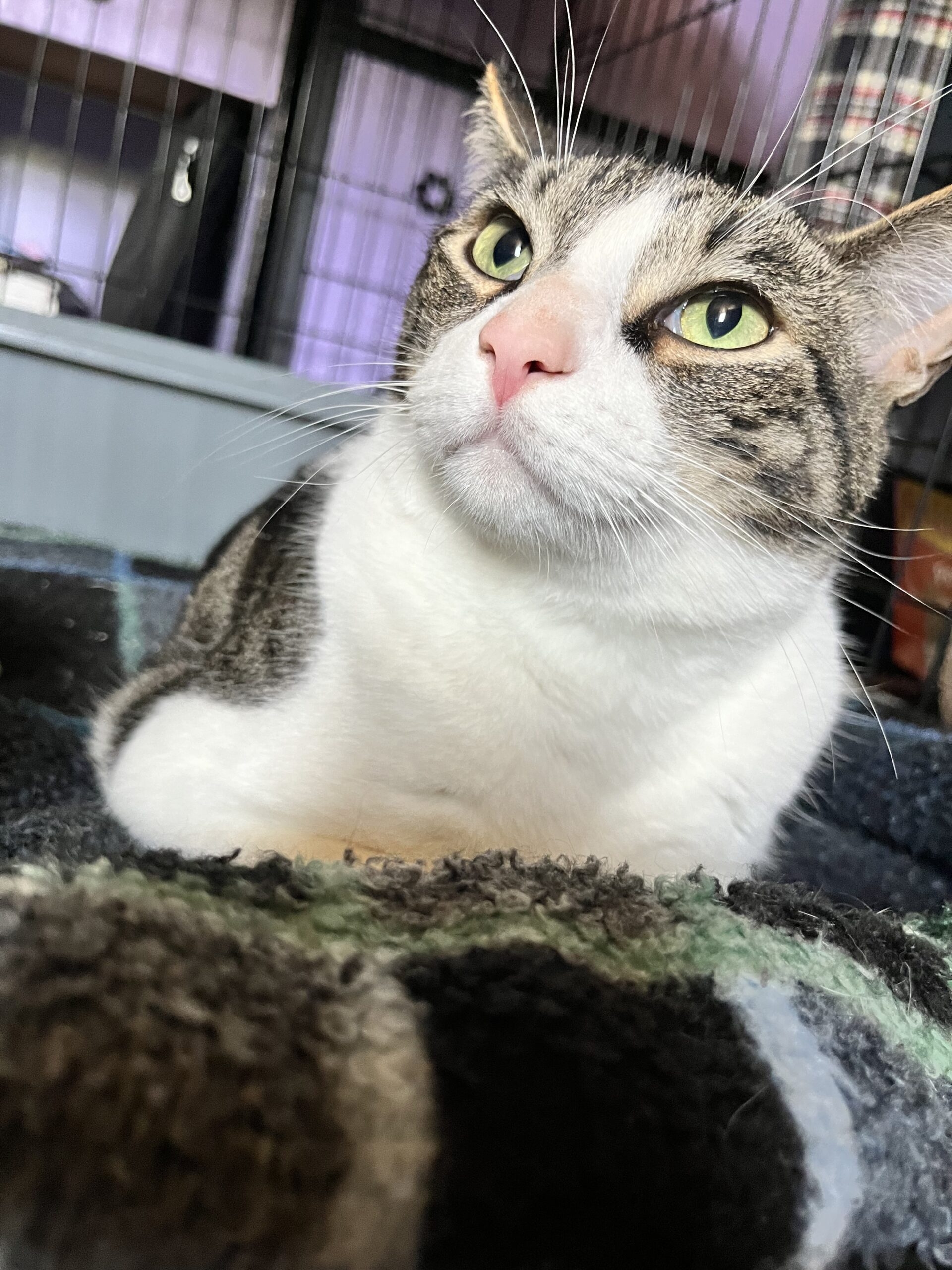 Cats – Paws & Claws Animal Rescue