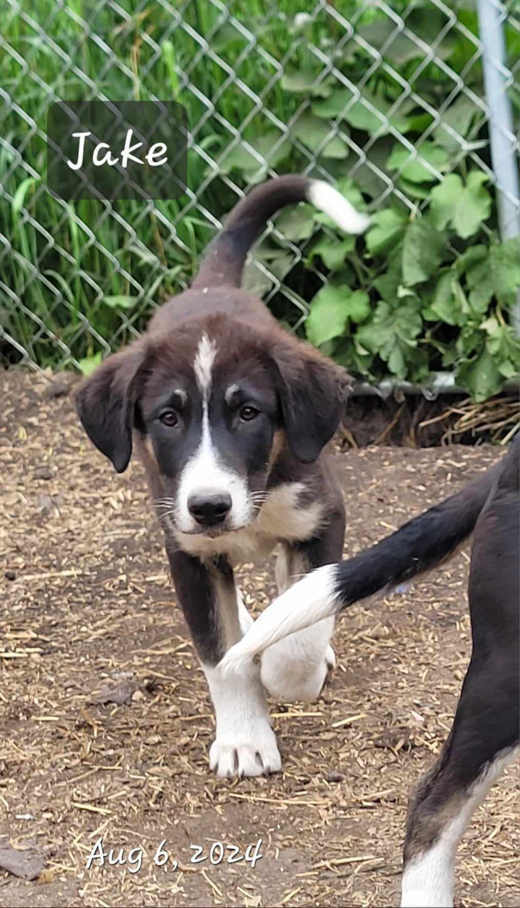 Dogs – Paws & Claws Animal Rescue