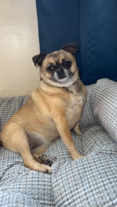 Dogs – Paws & Claws Animal Rescue