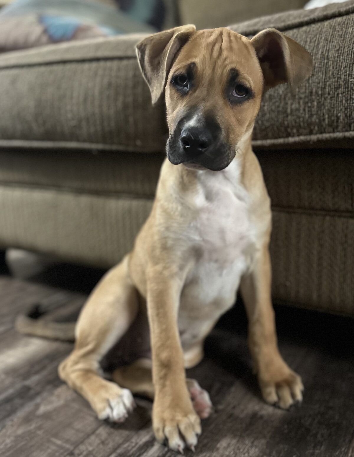 Dogs – Paws & Claws Animal Rescue