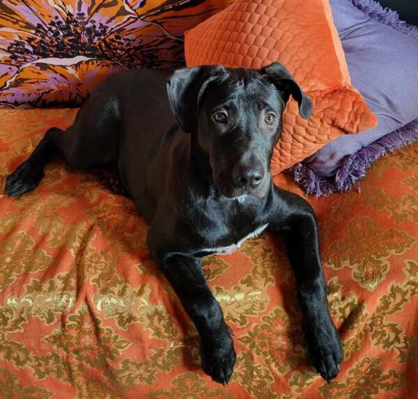 Dogs – Paws & Claws Animal Rescue