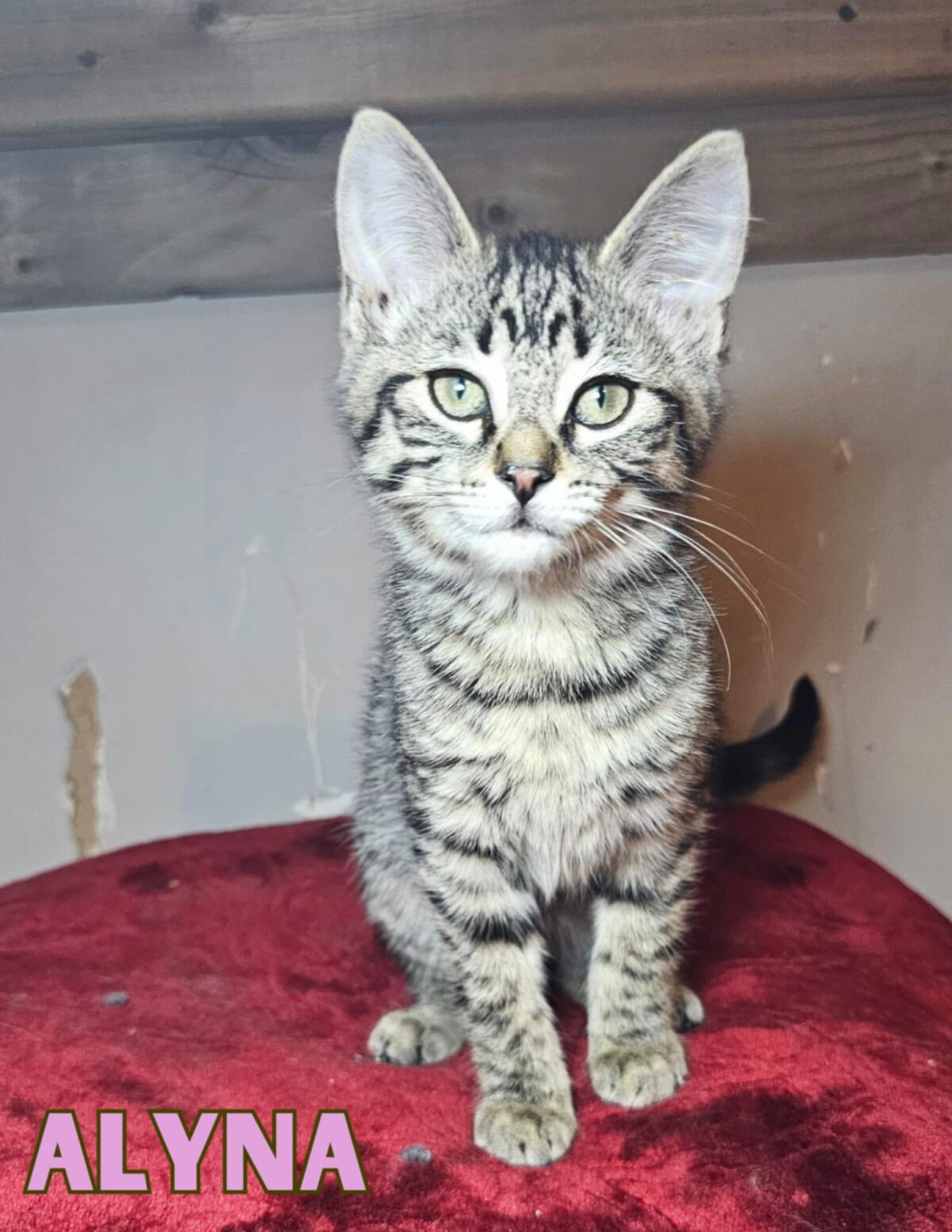 Cats – Paws & Claws Animal Rescue