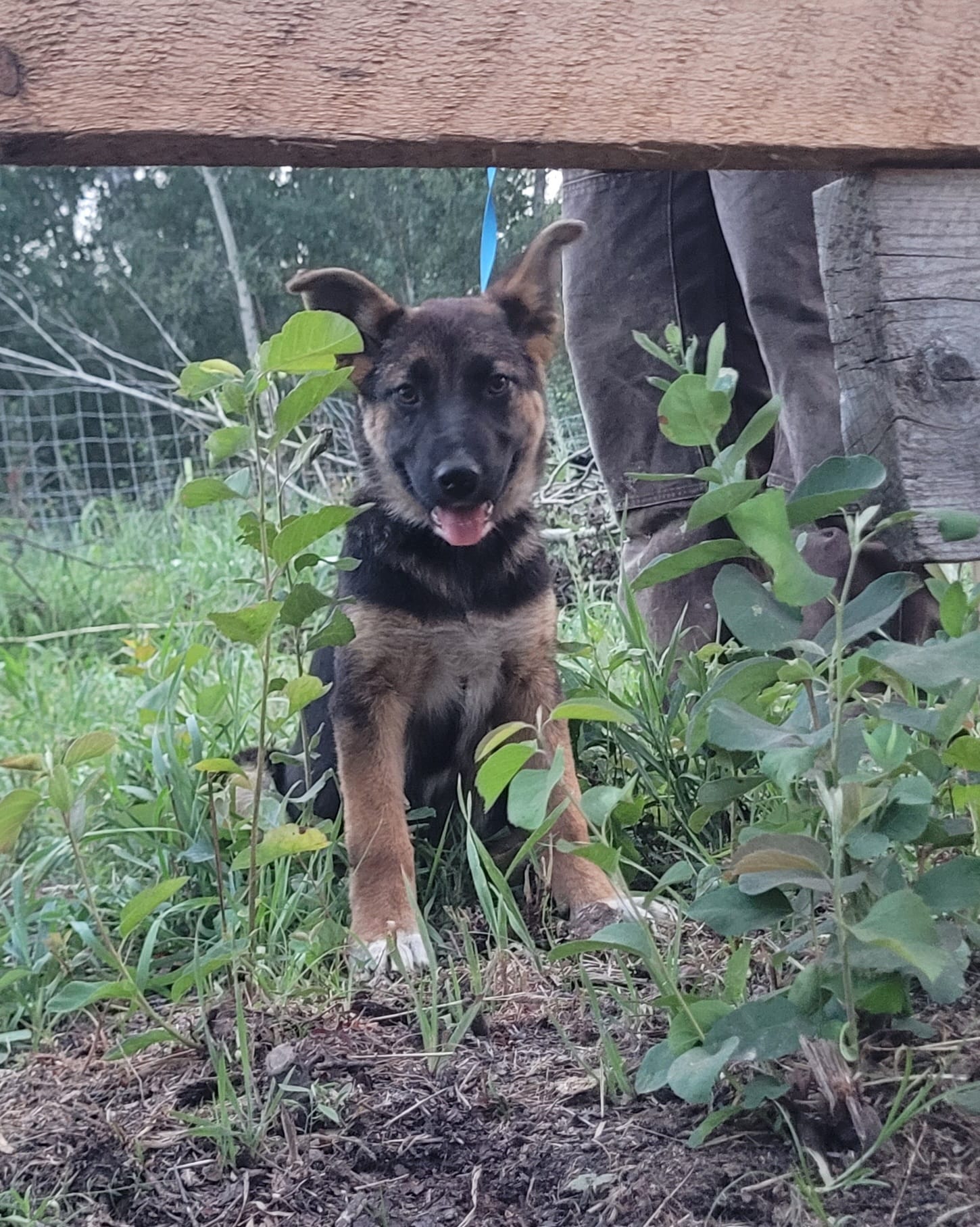 Dogs – Paws & Claws Animal Rescue