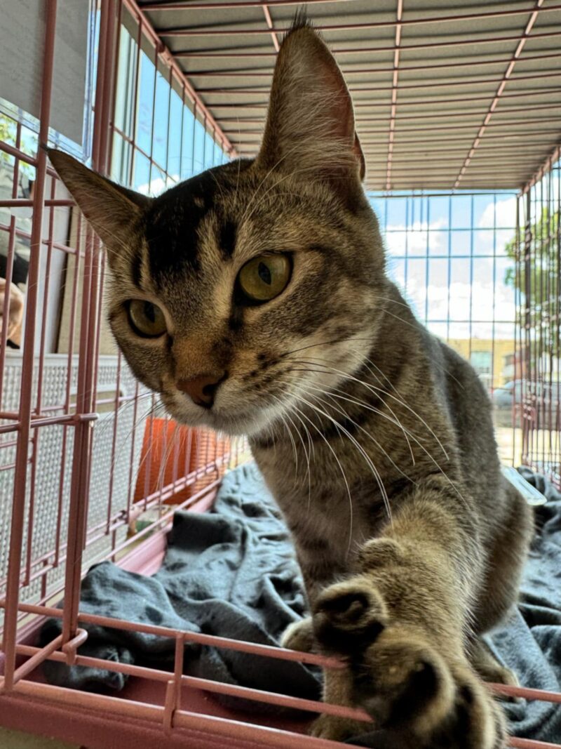 Cats – Paws & Claws Animal Rescue