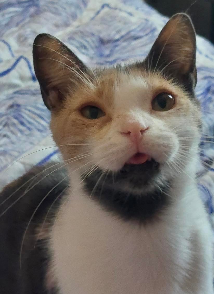 Cats – Paws & Claws Animal Rescue