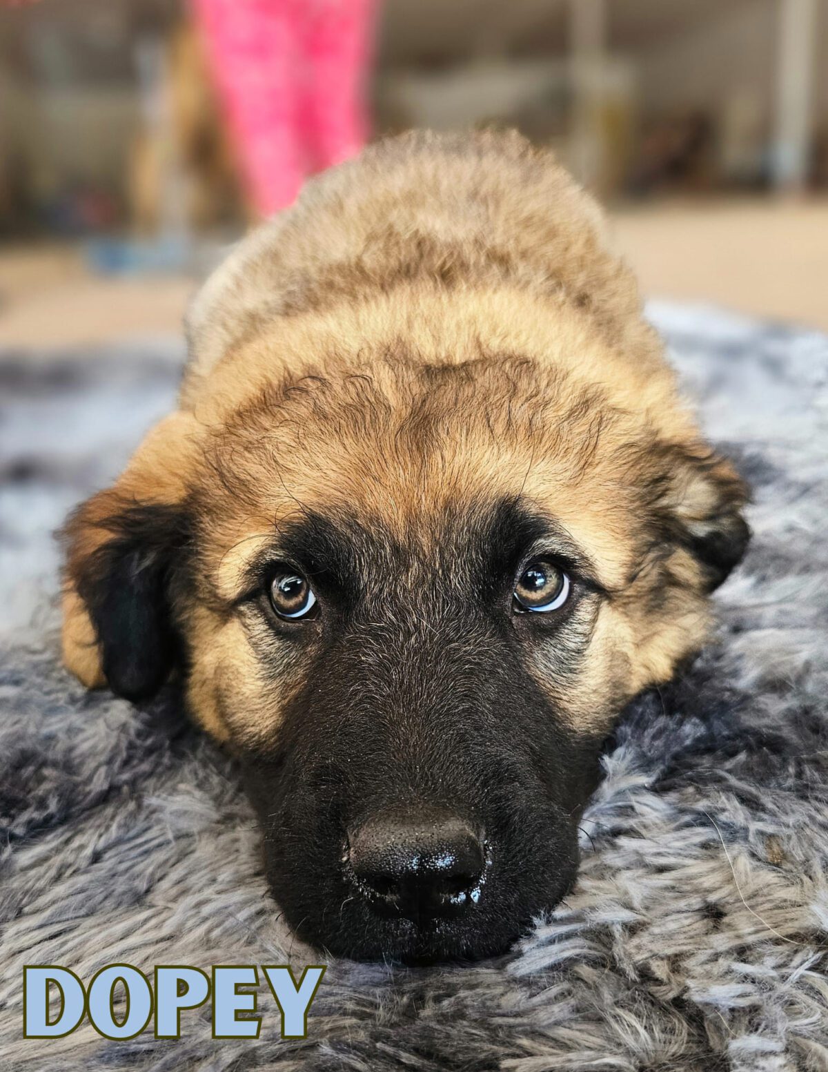 Dogs – Paws & Claws Animal Rescue