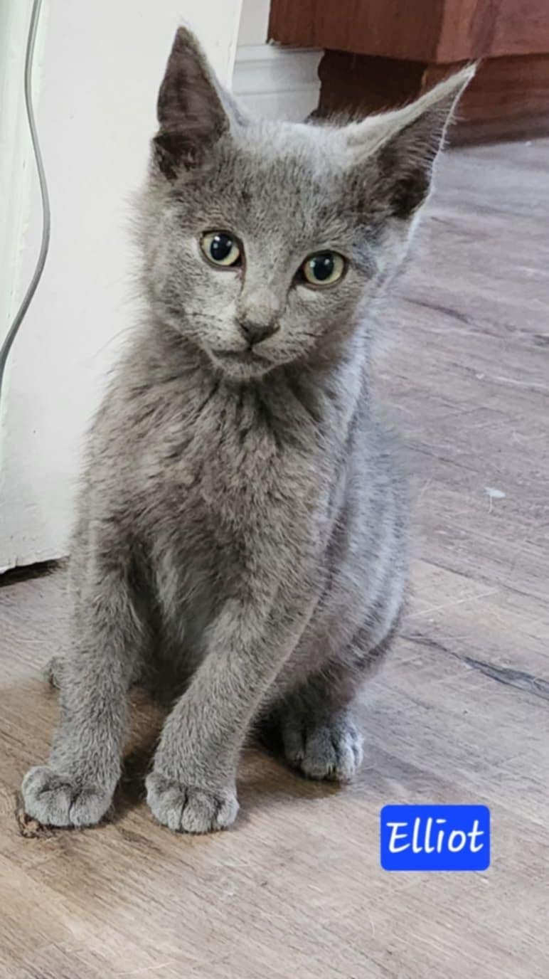 Cats – Paws & Claws Animal Rescue