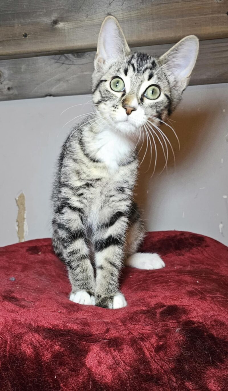 Cats – Paws & Claws Animal Rescue