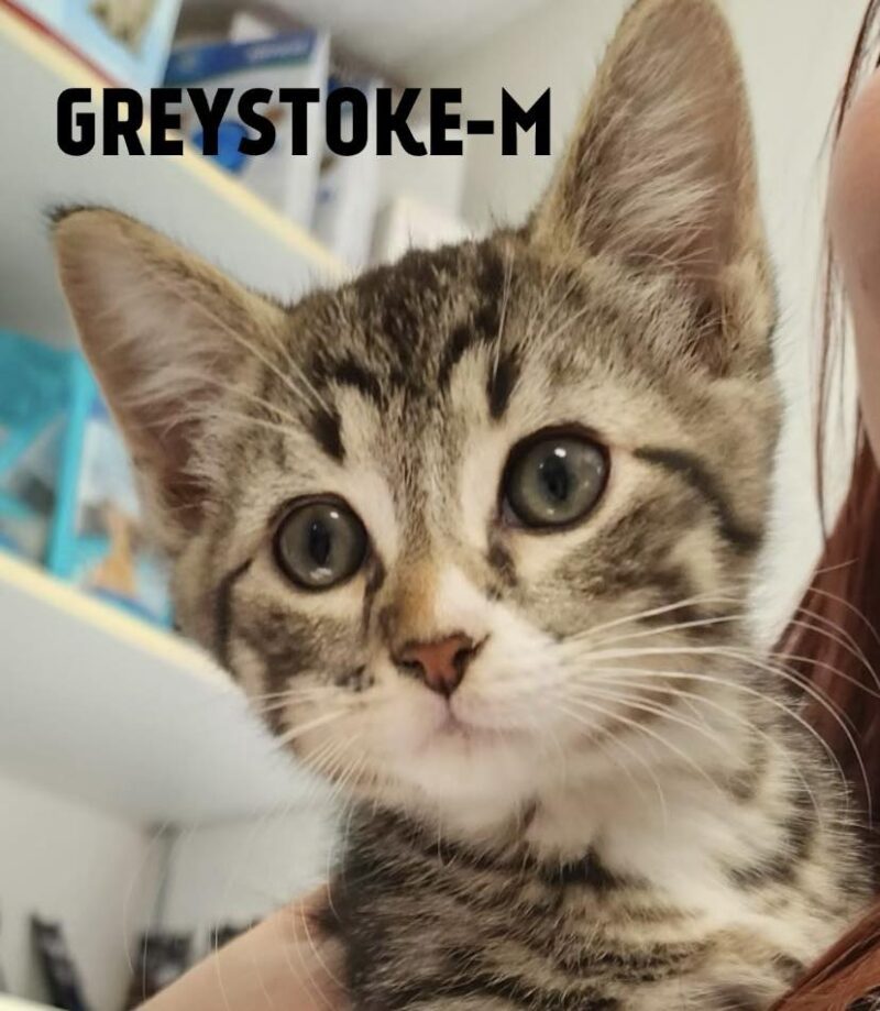 Cats – Paws & Claws Animal Rescue