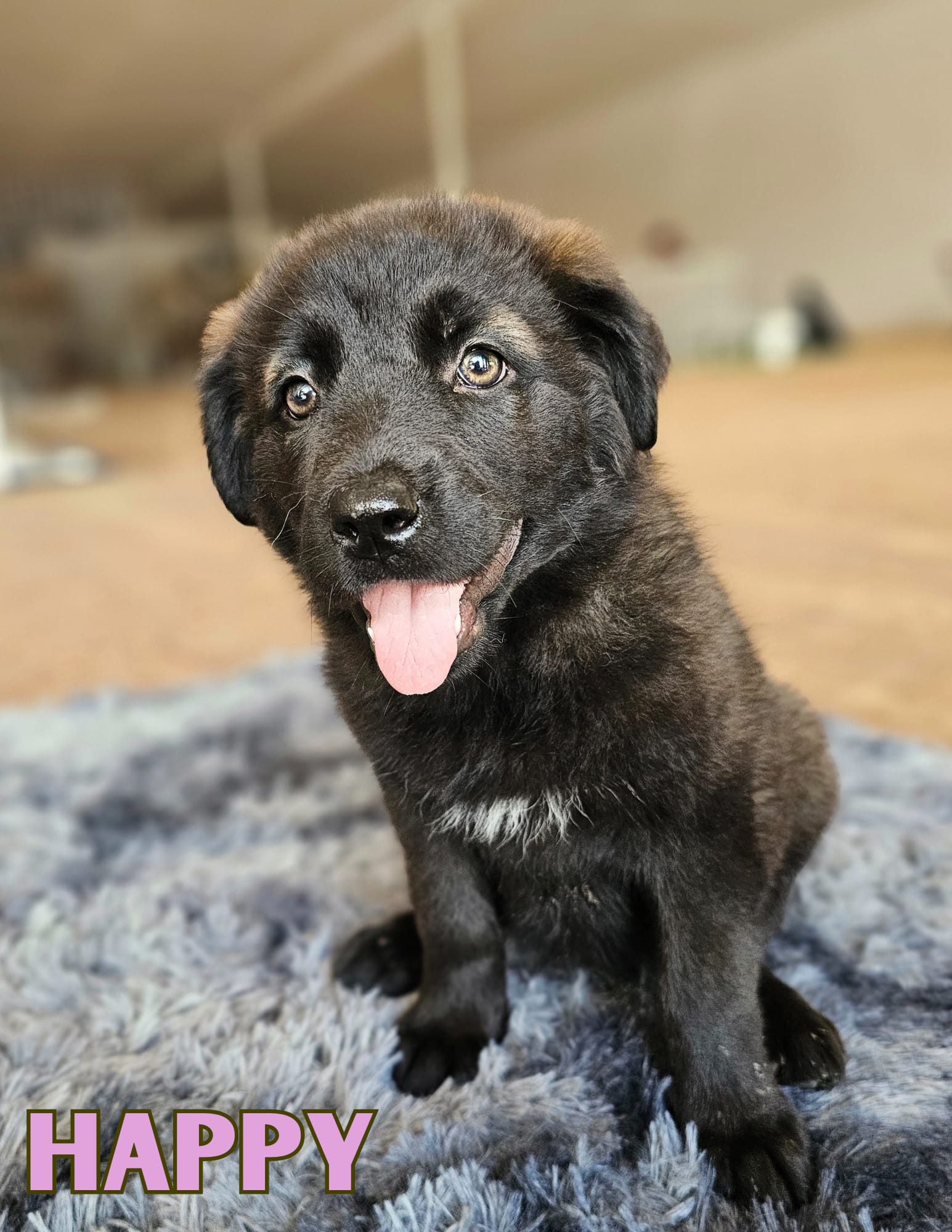 Dogs – Paws & Claws Animal Rescue