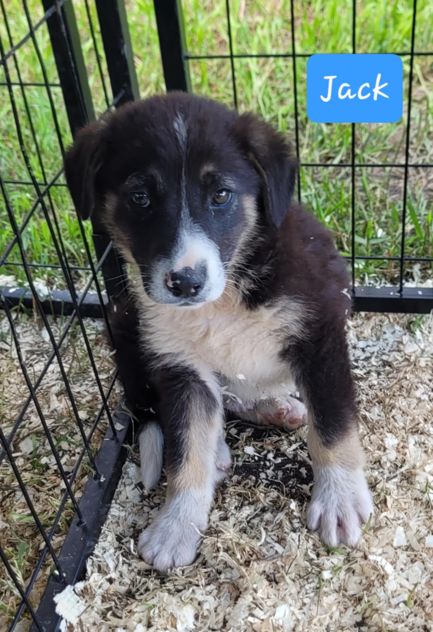 Dogs – Paws & Claws Animal Rescue