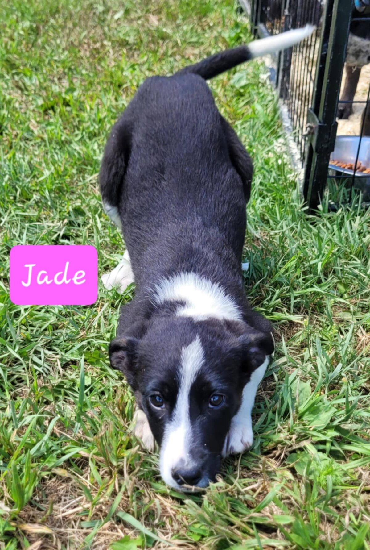 Dogs – Paws & Claws Animal Rescue