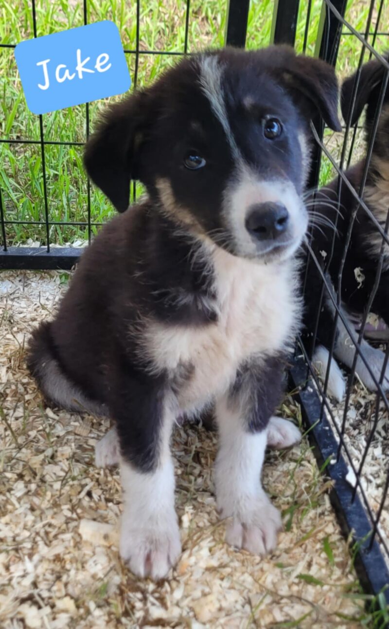 Dogs – Paws & Claws Animal Rescue