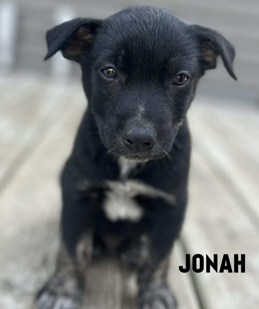 Dogs – Paws & Claws Animal Rescue