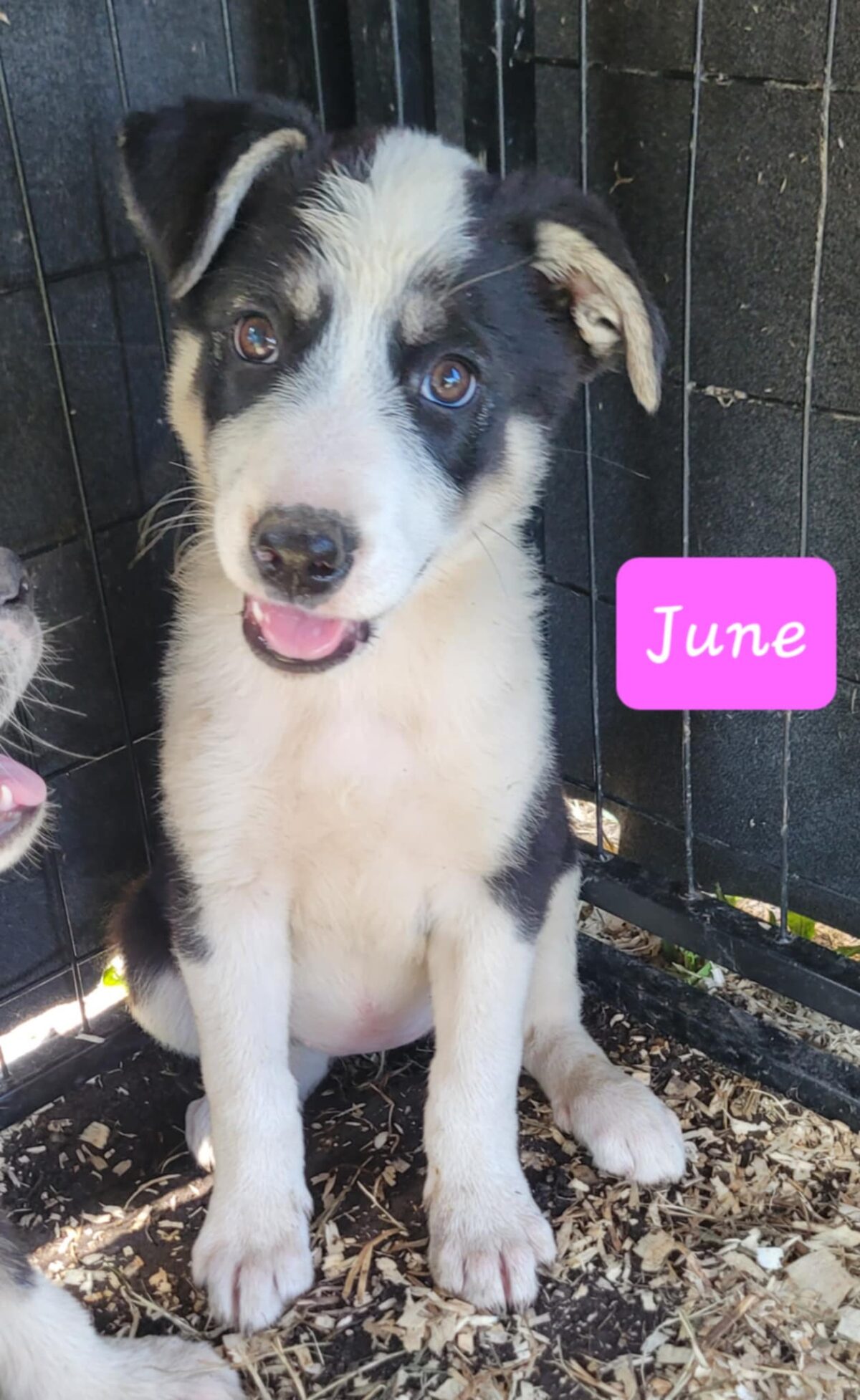 Dogs – Paws & Claws Animal Rescue