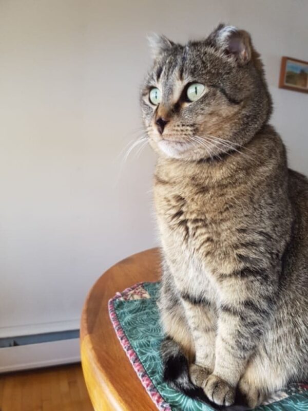 Cats – Paws & Claws Animal Rescue