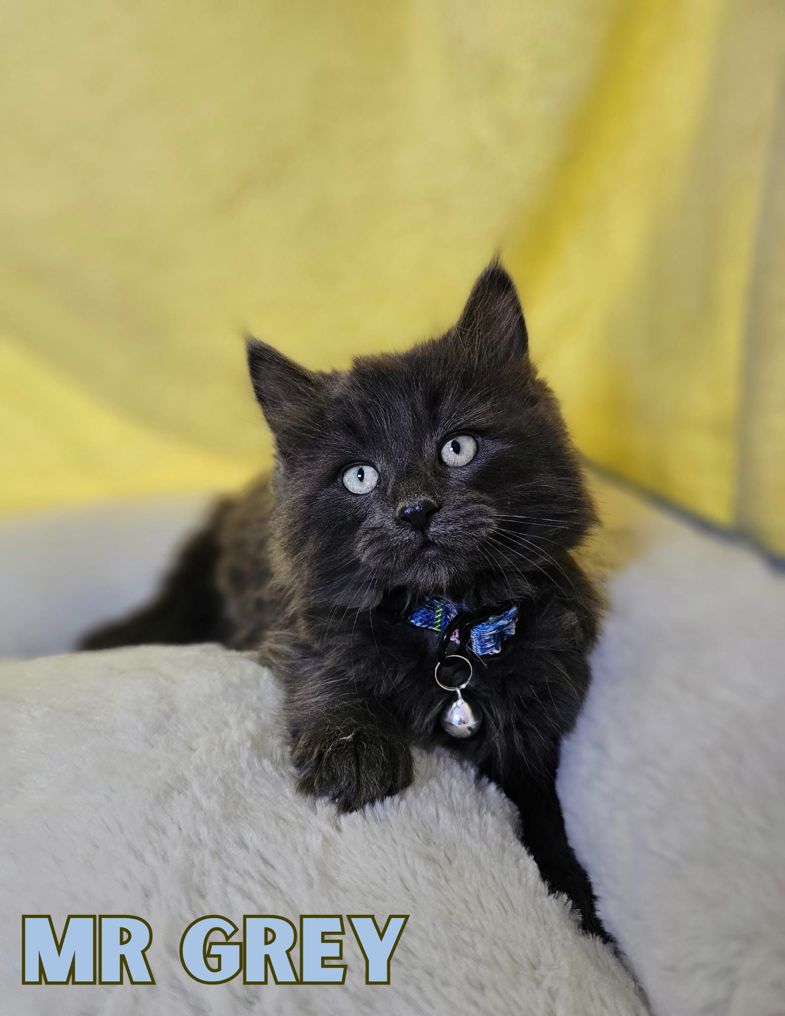 mr grey – Paws & Claws Animal Rescue