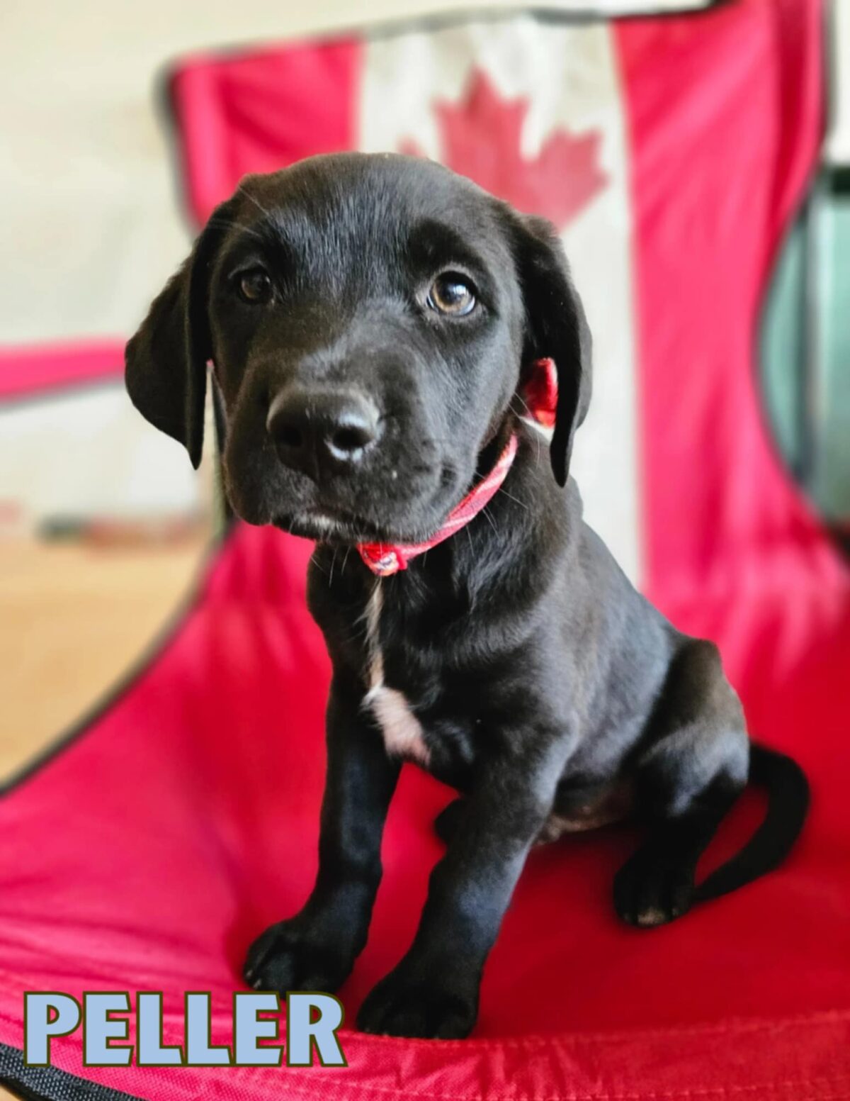 Dogs – Paws & Claws Animal Rescue