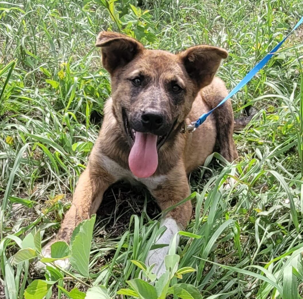 Dogs – Paws & Claws Animal Rescue