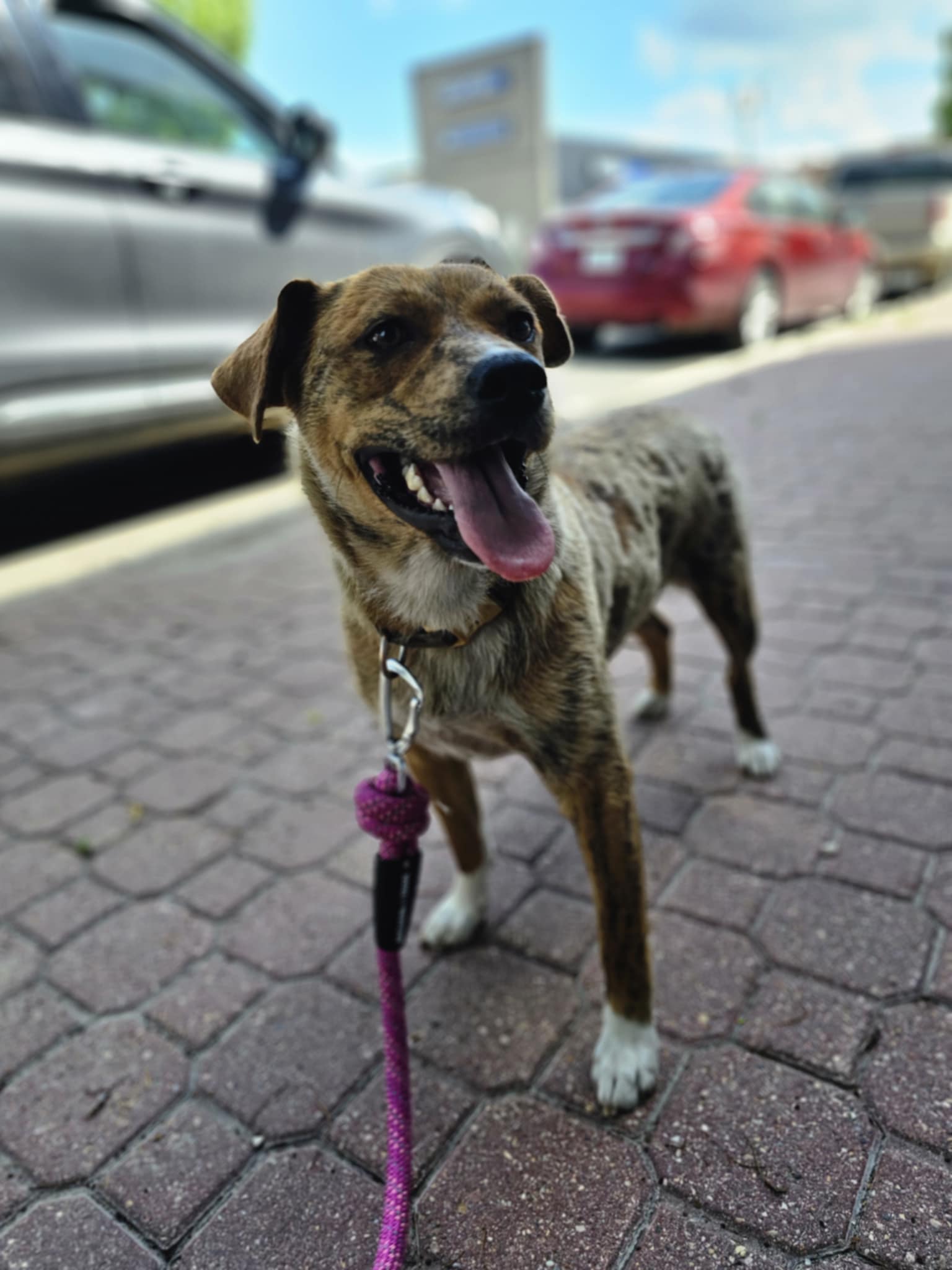 Dogs – Paws & Claws Animal Rescue