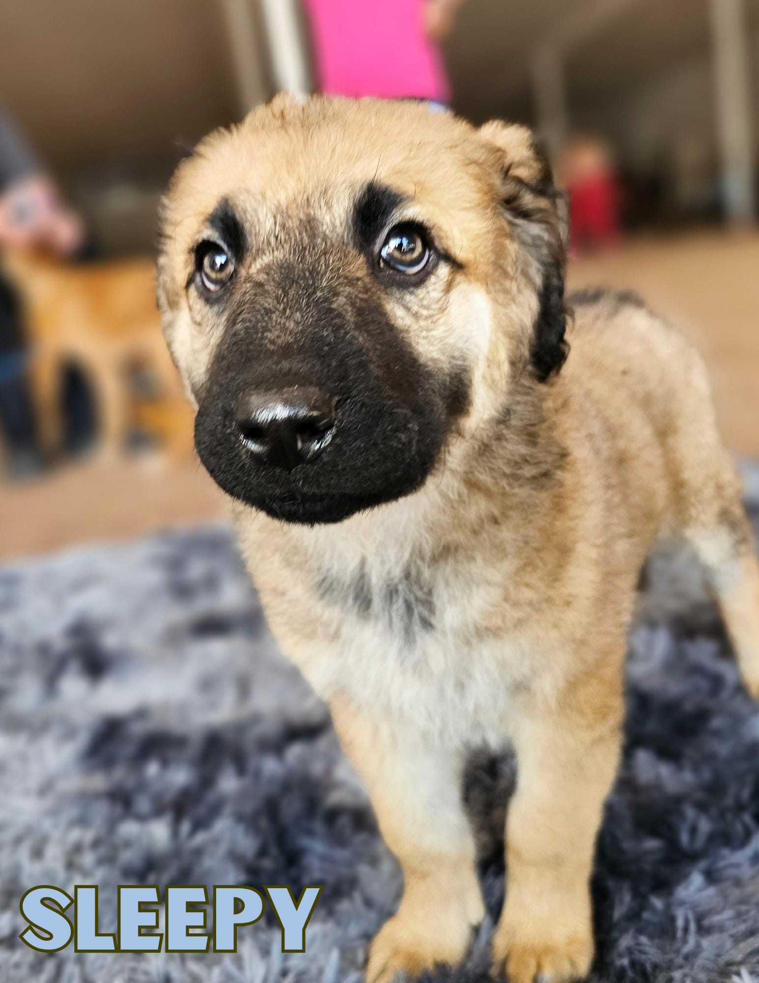 Dogs – Paws & Claws Animal Rescue