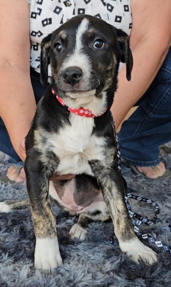 Dogs – Paws & Claws Animal Rescue