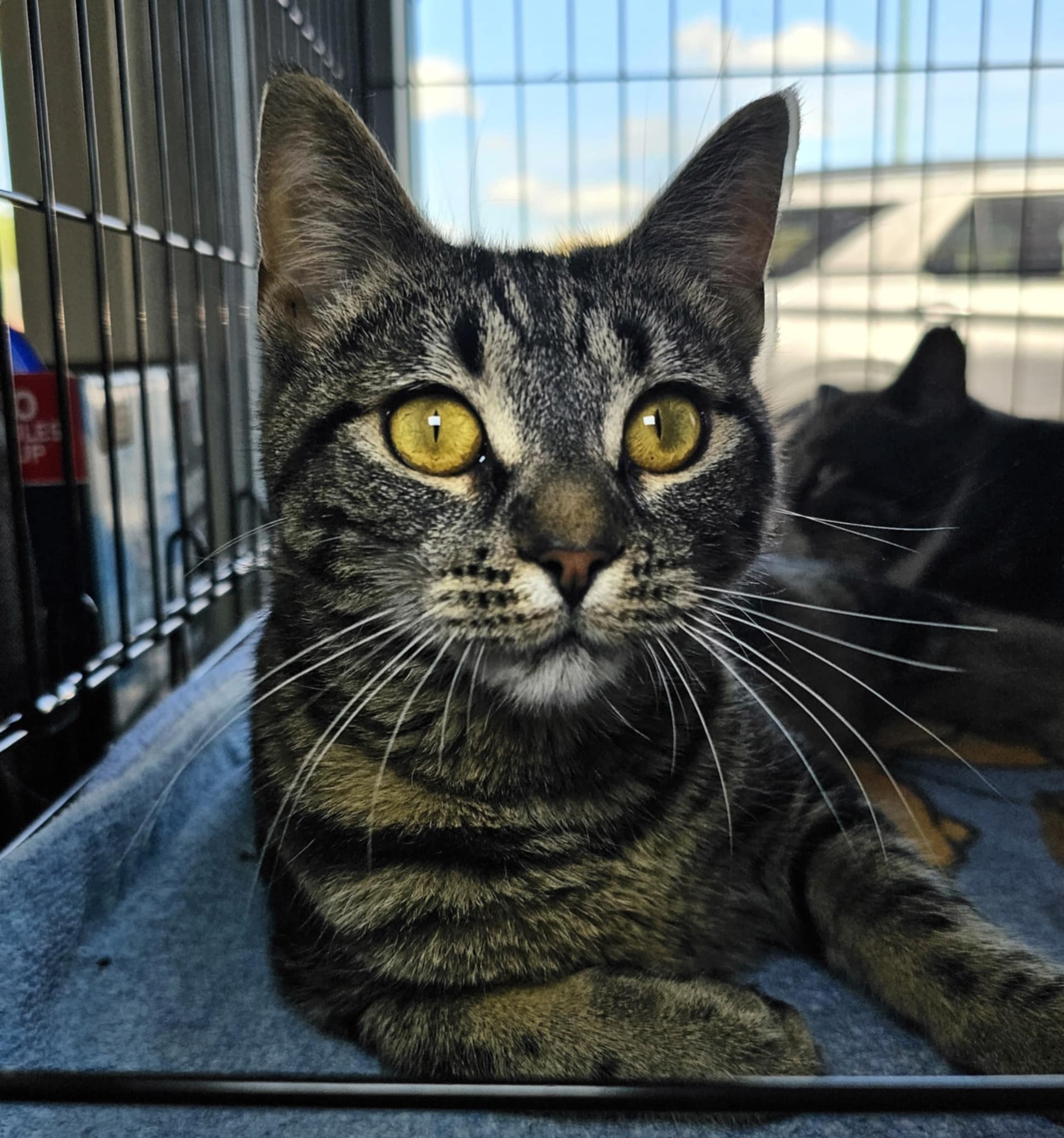 Available in Pet Stores – Paws & Claws Animal Rescue