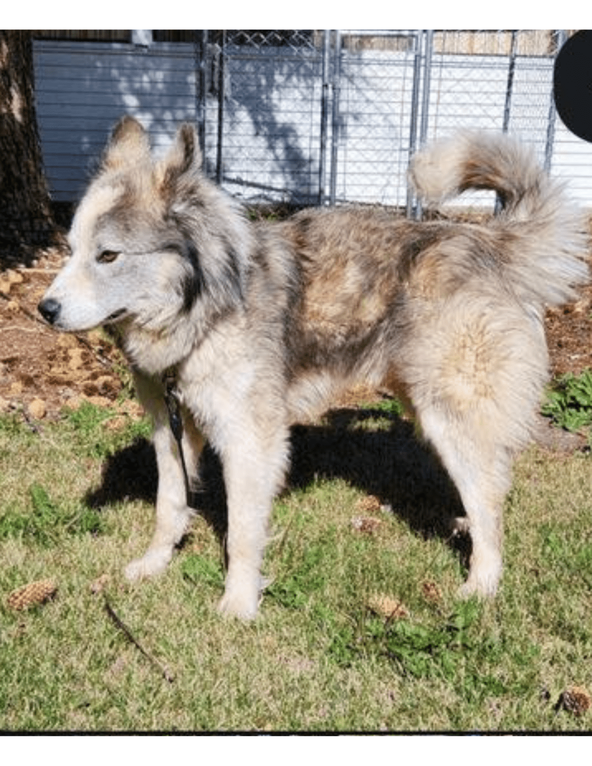 Dogs – Paws & Claws Animal Rescue